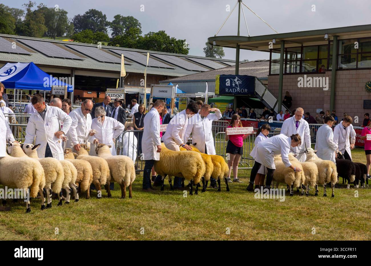 Sheep competition at the Royal Welsh Show. Breeds include Welsh Hill ...