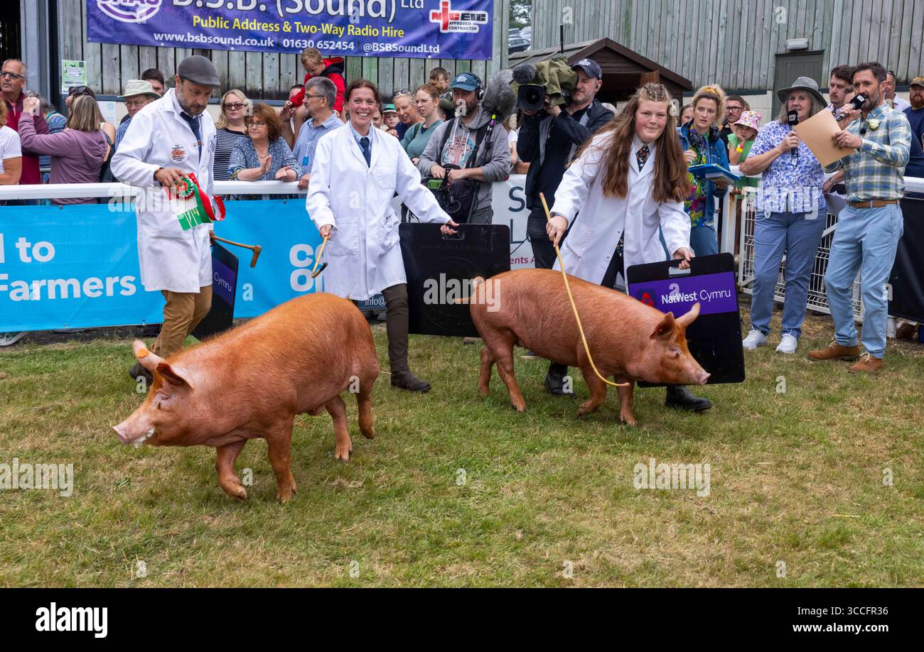 Tamwoth pigs hi-res stock photography and images - Alamy
