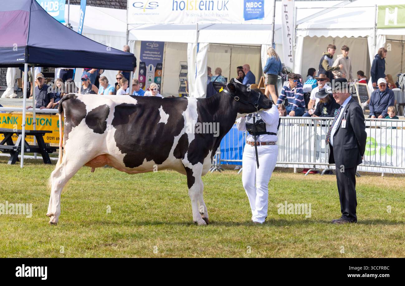 Royal Welsh Show cattle competition featuring British Charolais,British ...