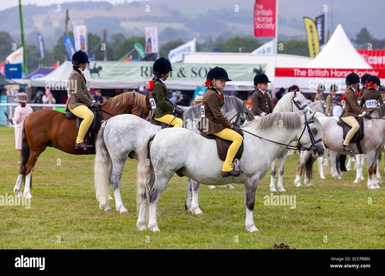 Welsh ponies hunter hi-res stock photography and images - Alamy