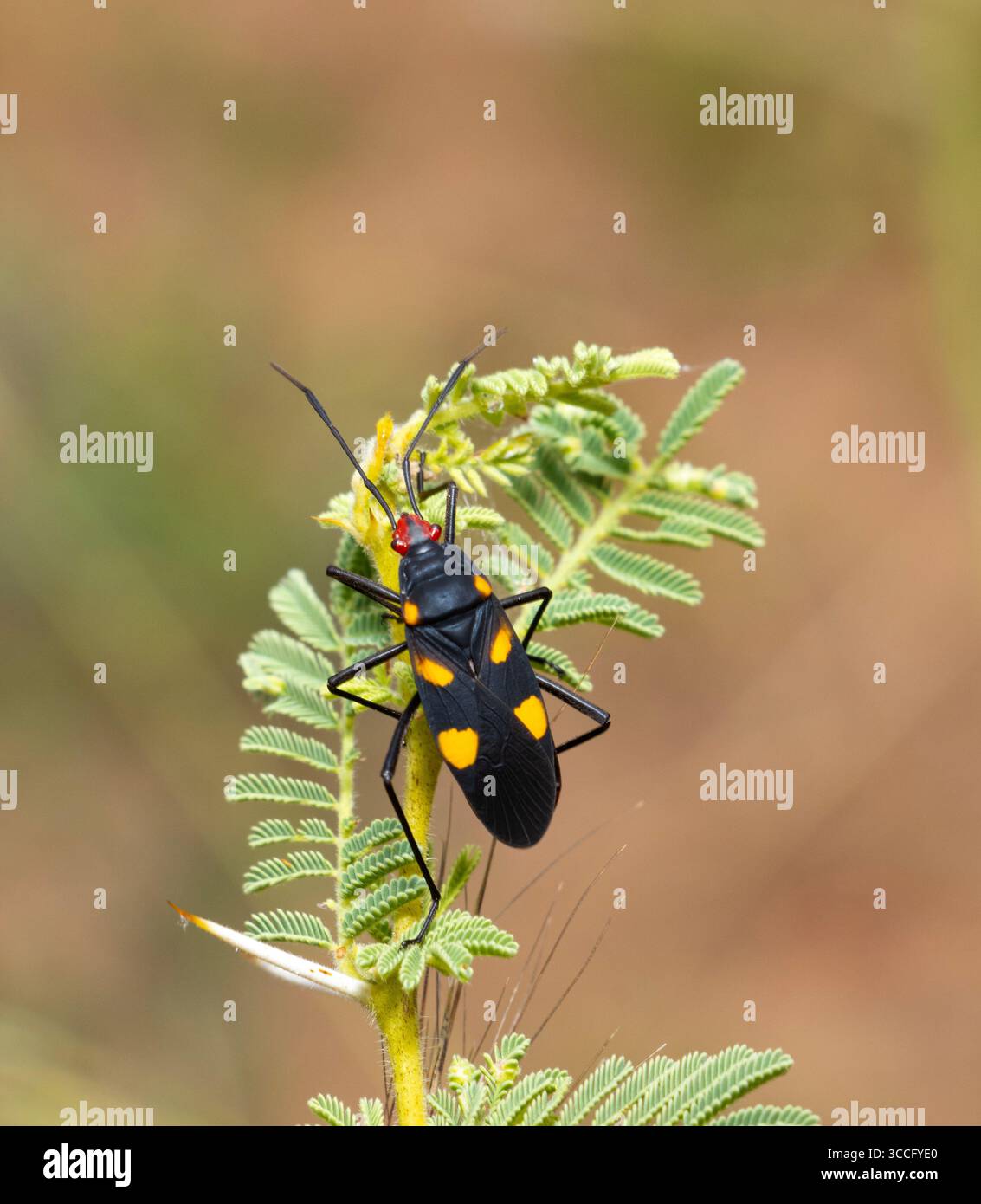 Adults pollen eaters hi-res stock photography and images - Alamy