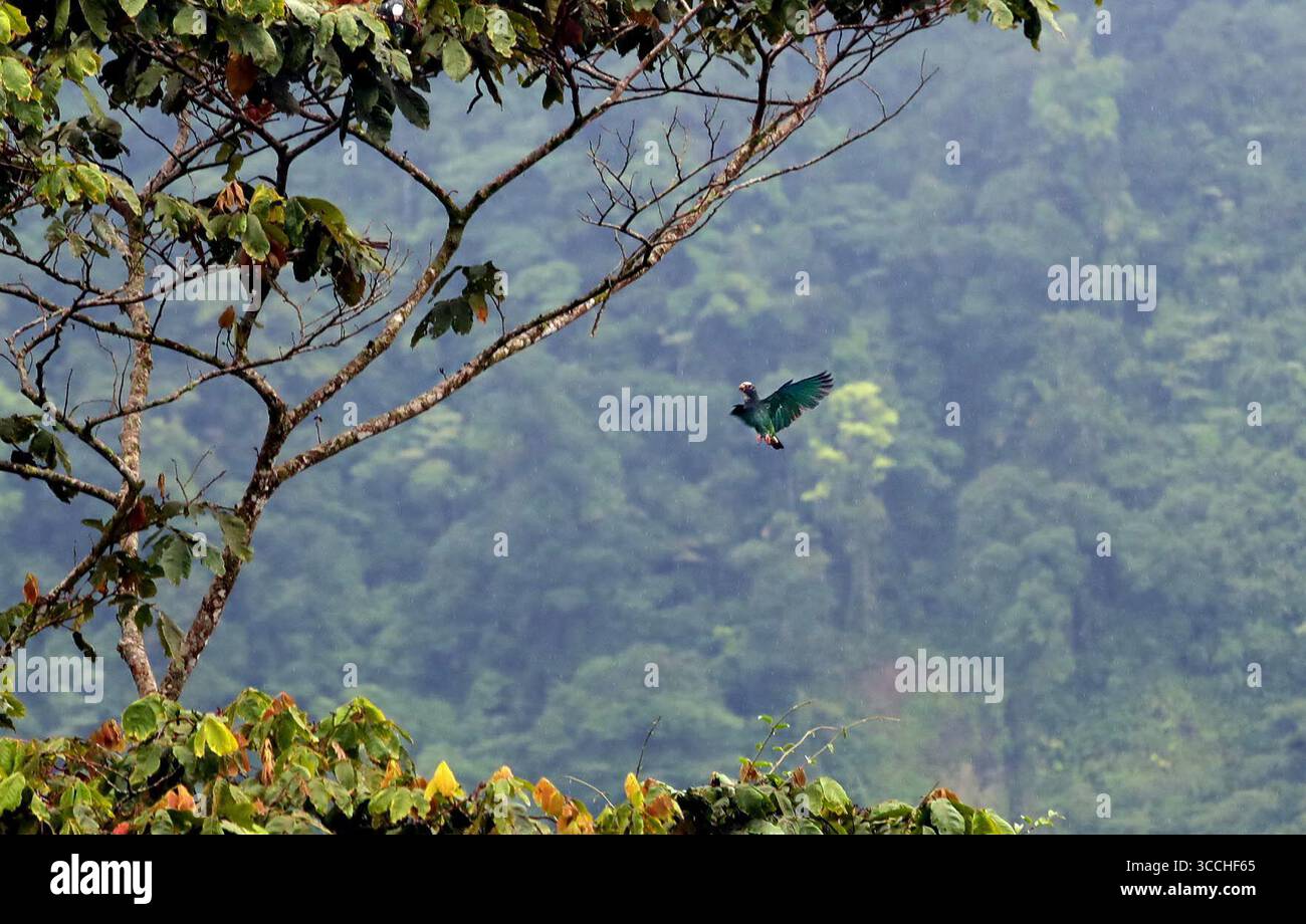 Lagunas del bosque hi-res stock photography and images - Alamy