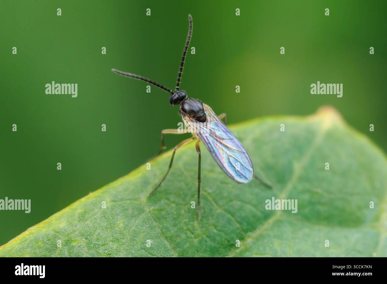 Dark-winged Fungus Gnat (Sciaridae Stock Photo - Alamy
