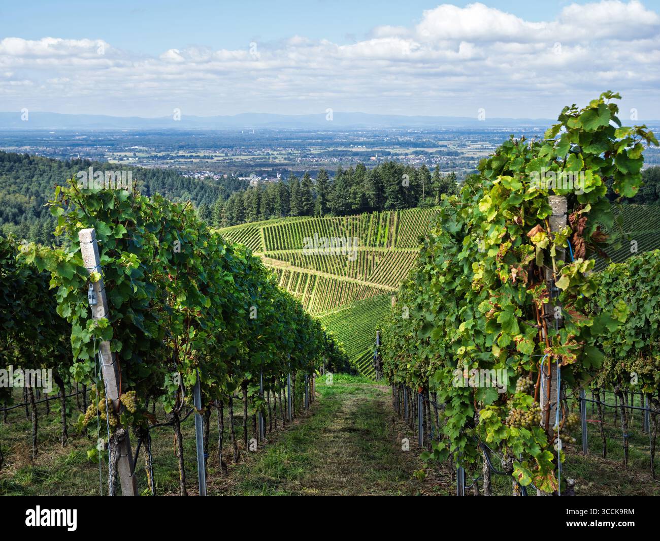 Lush vineyard rows on sloping hills in the Alsace wine region of France ...