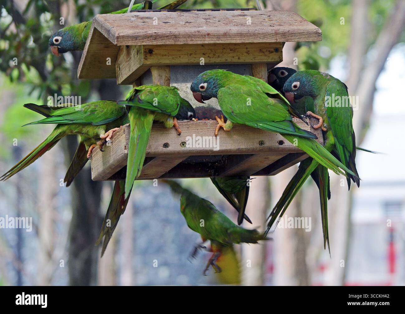 Blue-green parrots breakfasting at a birdfeedersuspended in a tree at ...