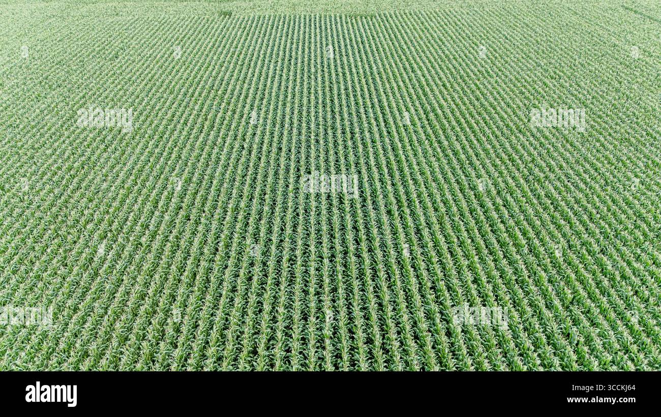 Symmetrical view corn plants hi-res stock photography and images - Alamy