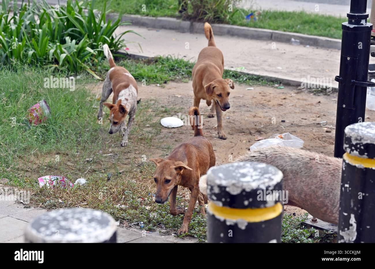 NEW DELHI, INDIA - AUGUST 11: Stray dogs seen at ring road near Delhi ...