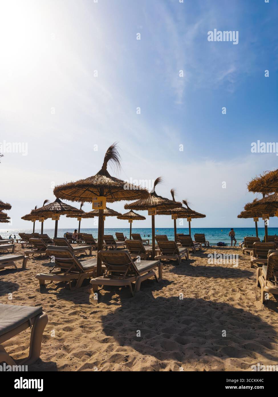 Rows of straw beach umbrellas and loungers face the sea Sa Coma beach ...
