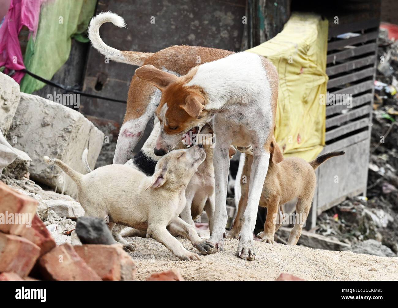 NEW DELHI, INDIA - AUGUST 11: Stray dogs seen at Raghubir Nagar on ...