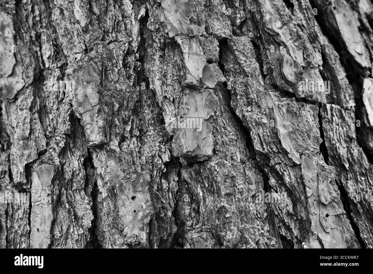 Pine tree nature in Black and White Stock Photos & Images - Alamy