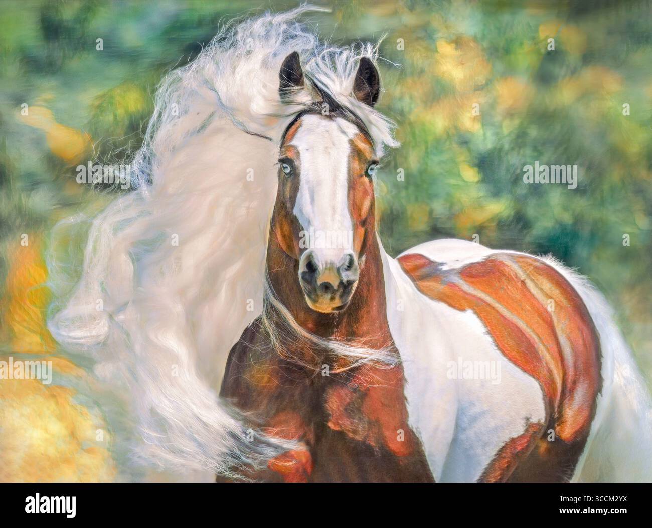 Adult male Gypsy Vanner Horse stallion head on action portrait with trmendous mane flying ...