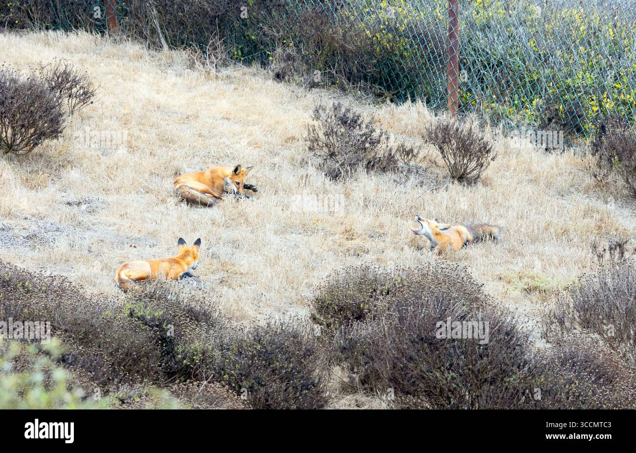 Three foxes hi-res stock photography and images - Alamy