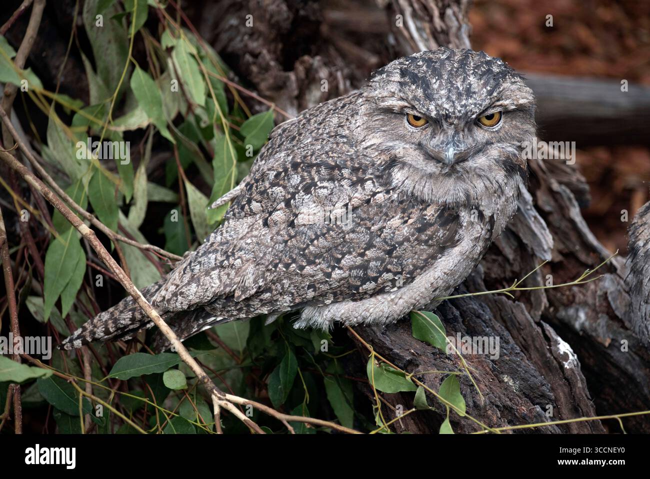 August 26, 2022, Sydney, New South Wales, Australia: Tawny Frogmouth ...