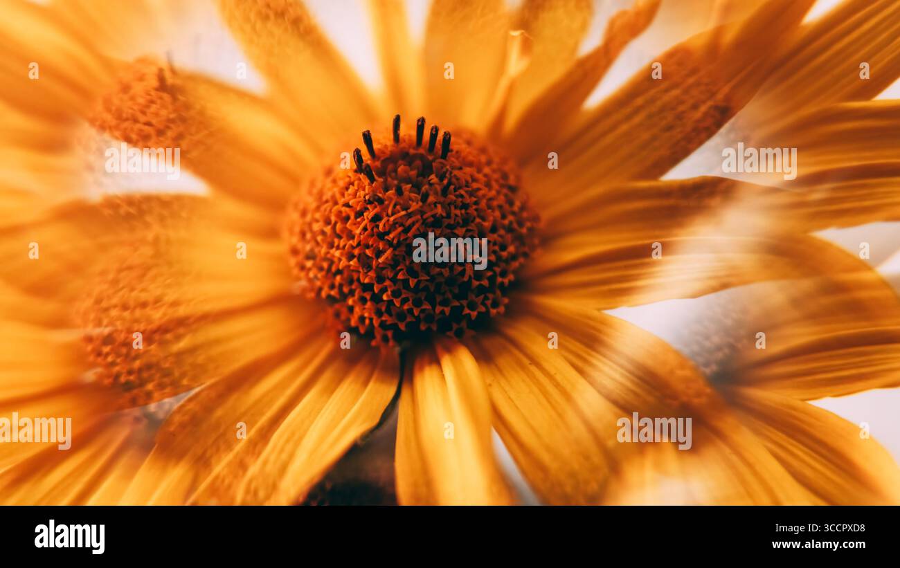 Nature art. Floral kaleidoscope. Defocused yellow color daisy flower ...