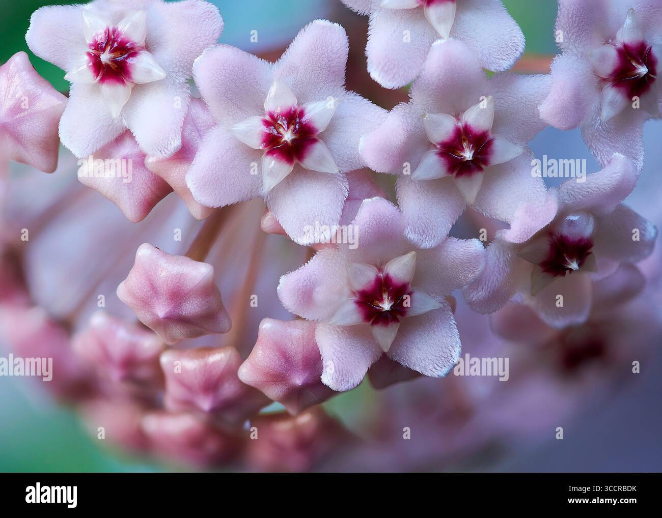 Gental elegance hi-res stock photography and images - Alamy