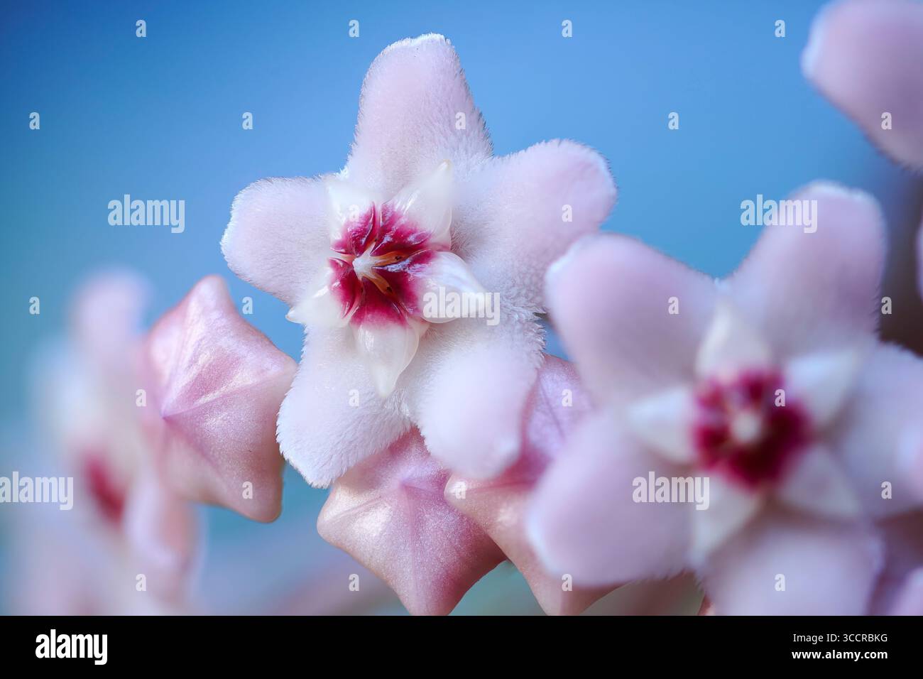 Fuzzy petal texture hi-res stock photography and images - Alamy