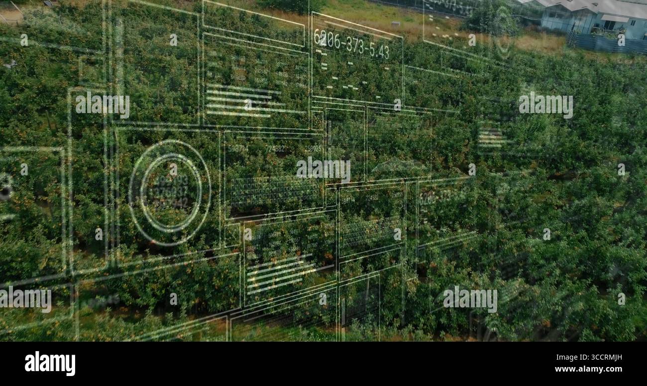 Showing aerial orchard using grid overlays, panels, identifier 6206-373 ...