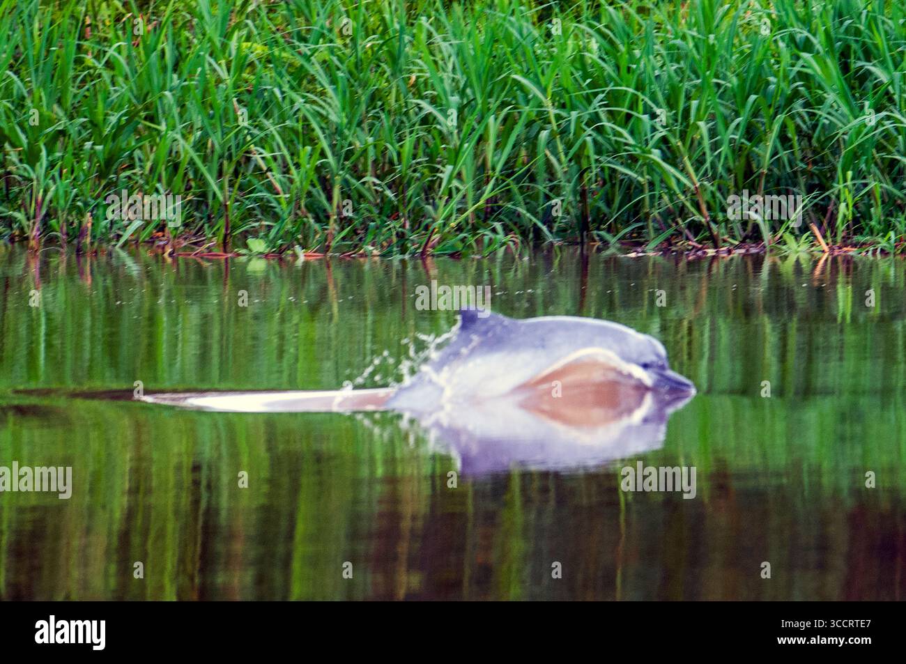 I geoffrensis hi-res stock photography and images - Alamy