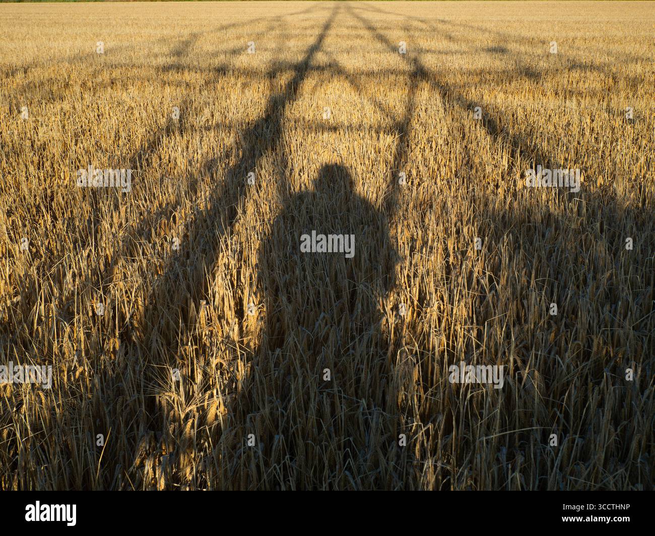 Grid of elongated shapes hi-res stock photography and images - Alamy
