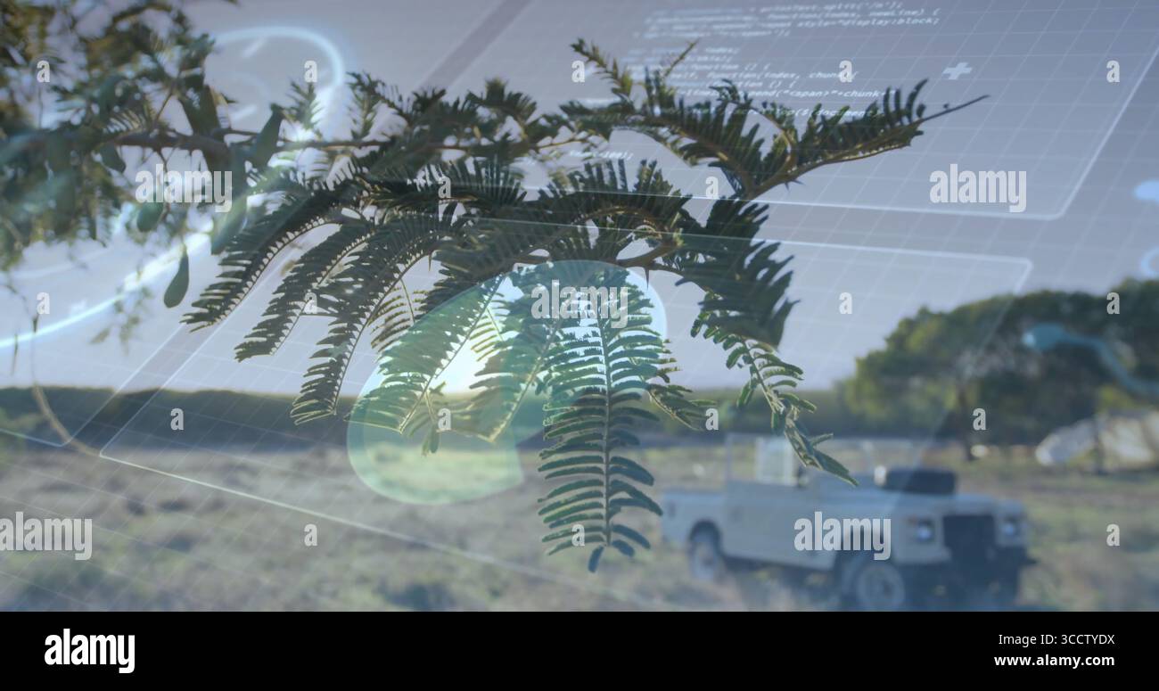 Showing fern tree branch backlit by sun in field, with white offroad ...