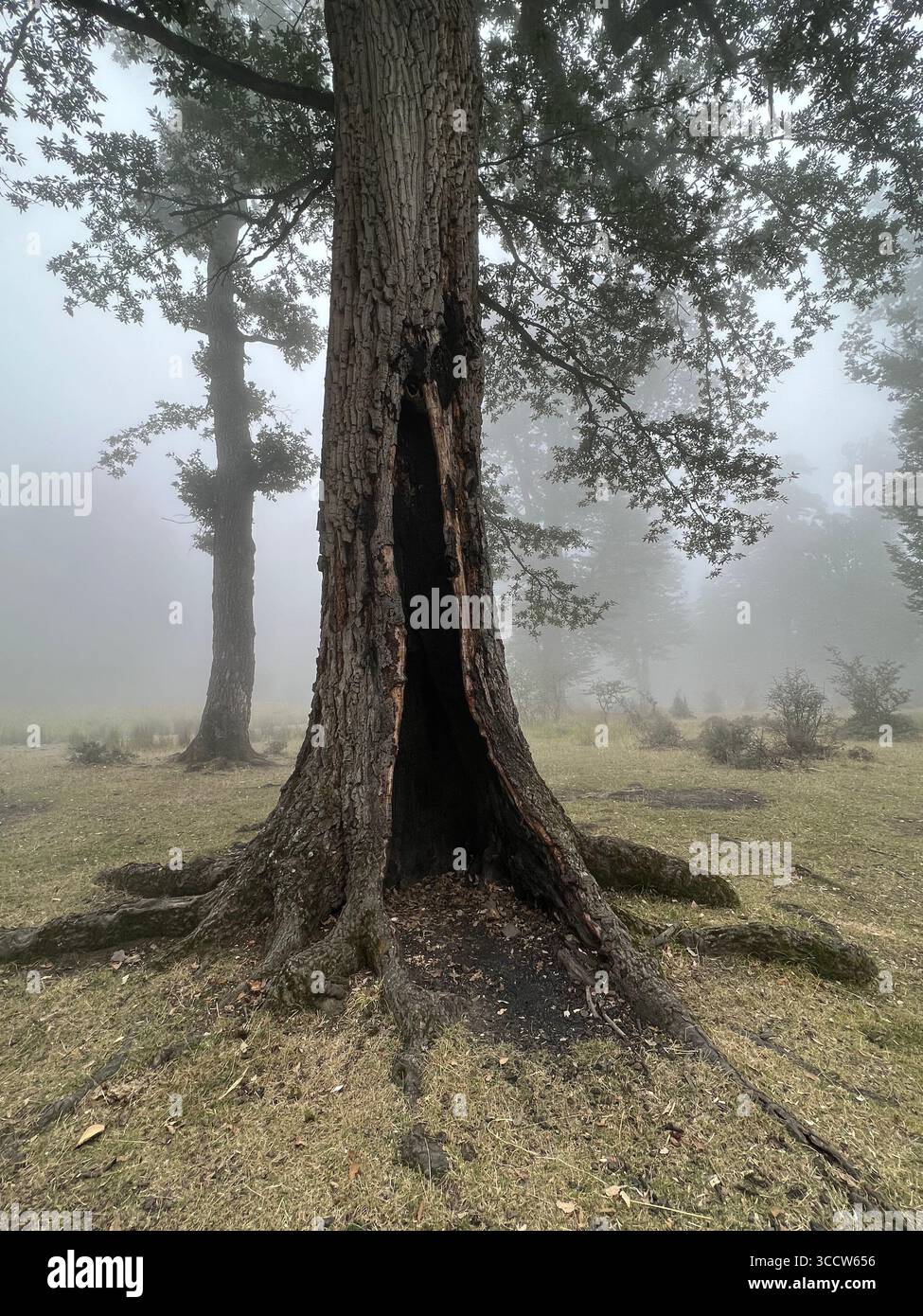 A hollow tree standing in the misty forests of Mazandaran, Iran ...