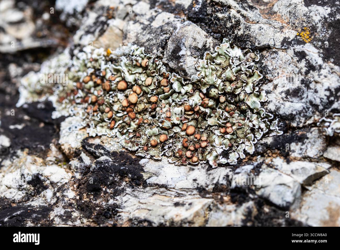 Rare and beautiful fungi Stock Photo - Alamy