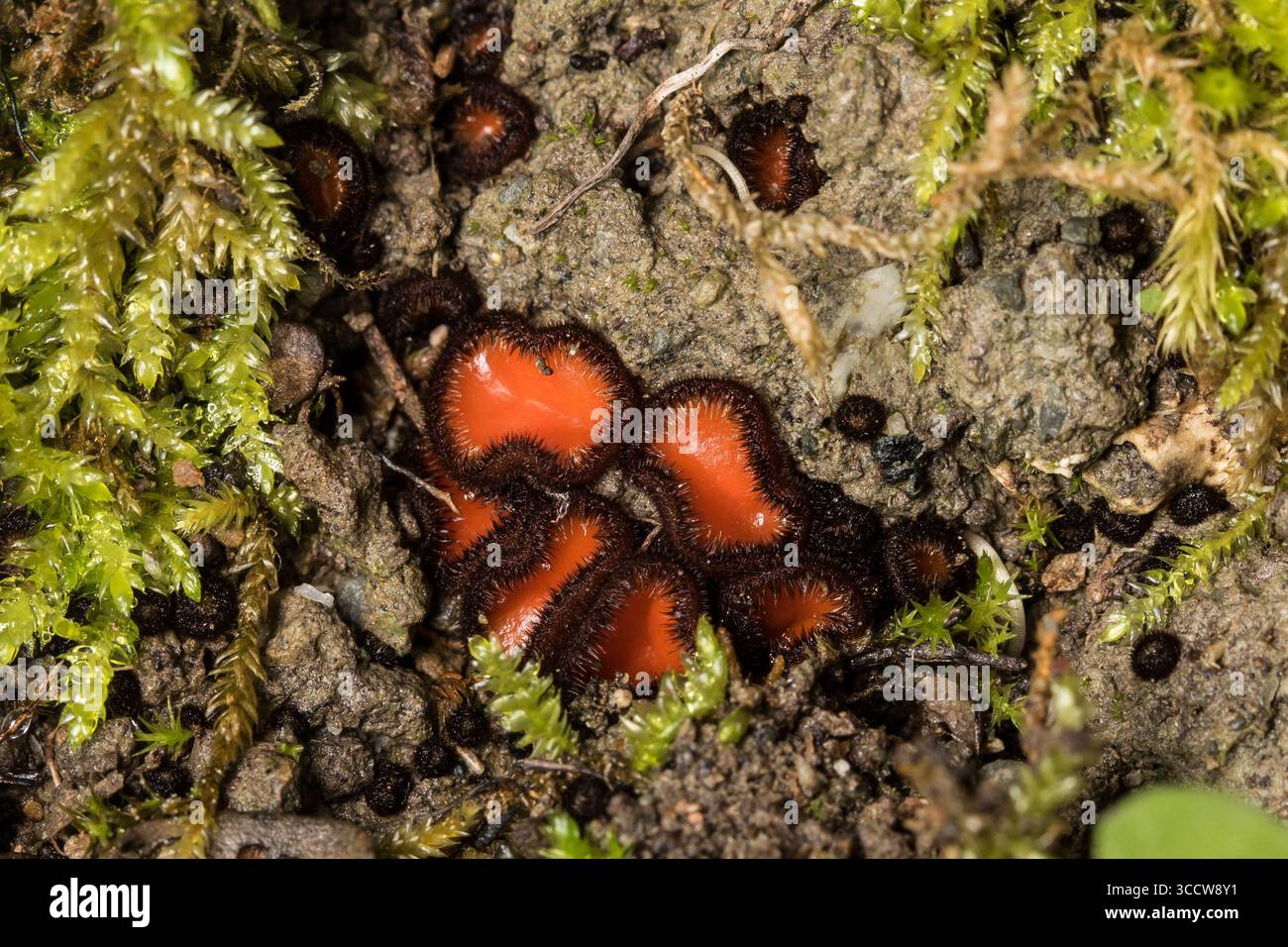 Rare and beautiful fungi Stock Photo - Alamy