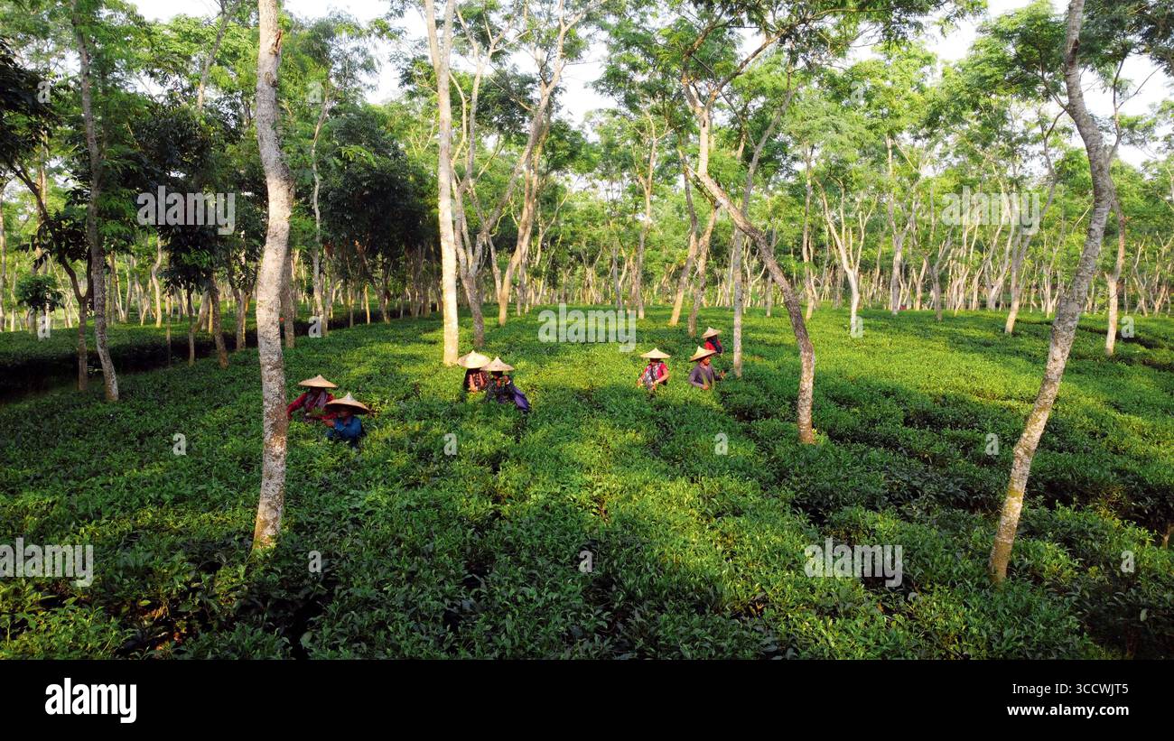 Workers Plucking Tea Leaves in Tea Garden Stock Photo - Alamy