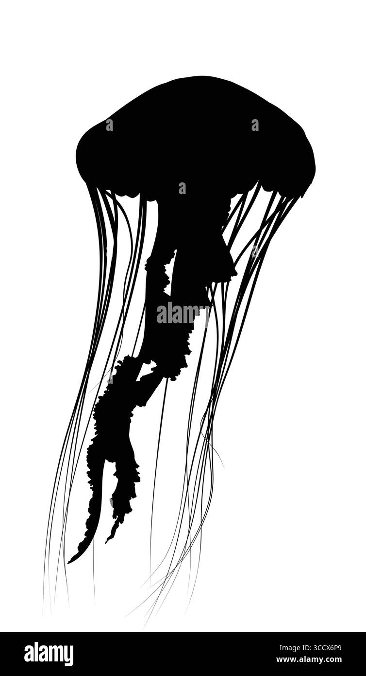 Underwater world jellyfish Cut Out Stock Images & Pictures - Alamy