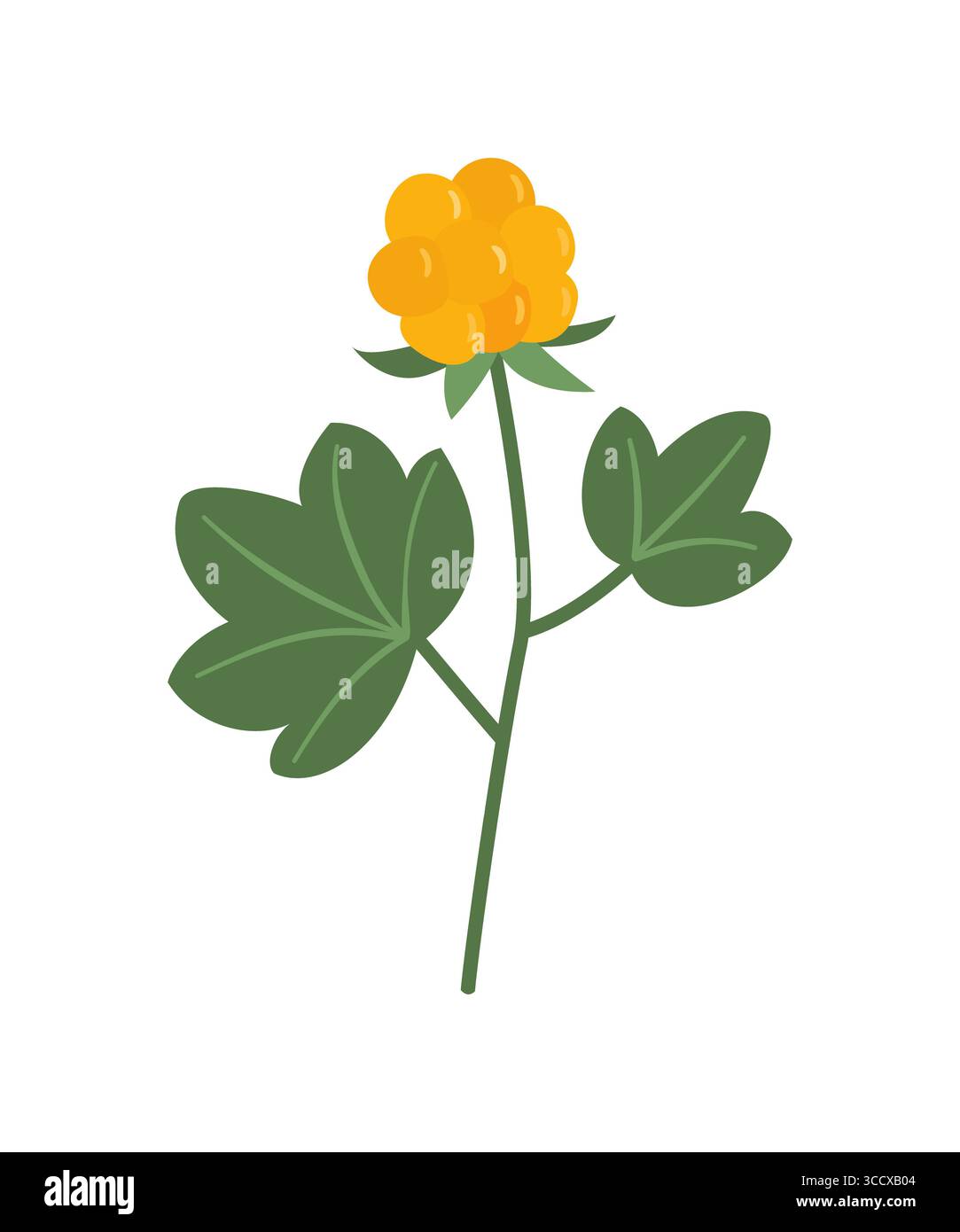 Cloudberry, Rubus chamaemorus illustration Stock Photo - Alamy