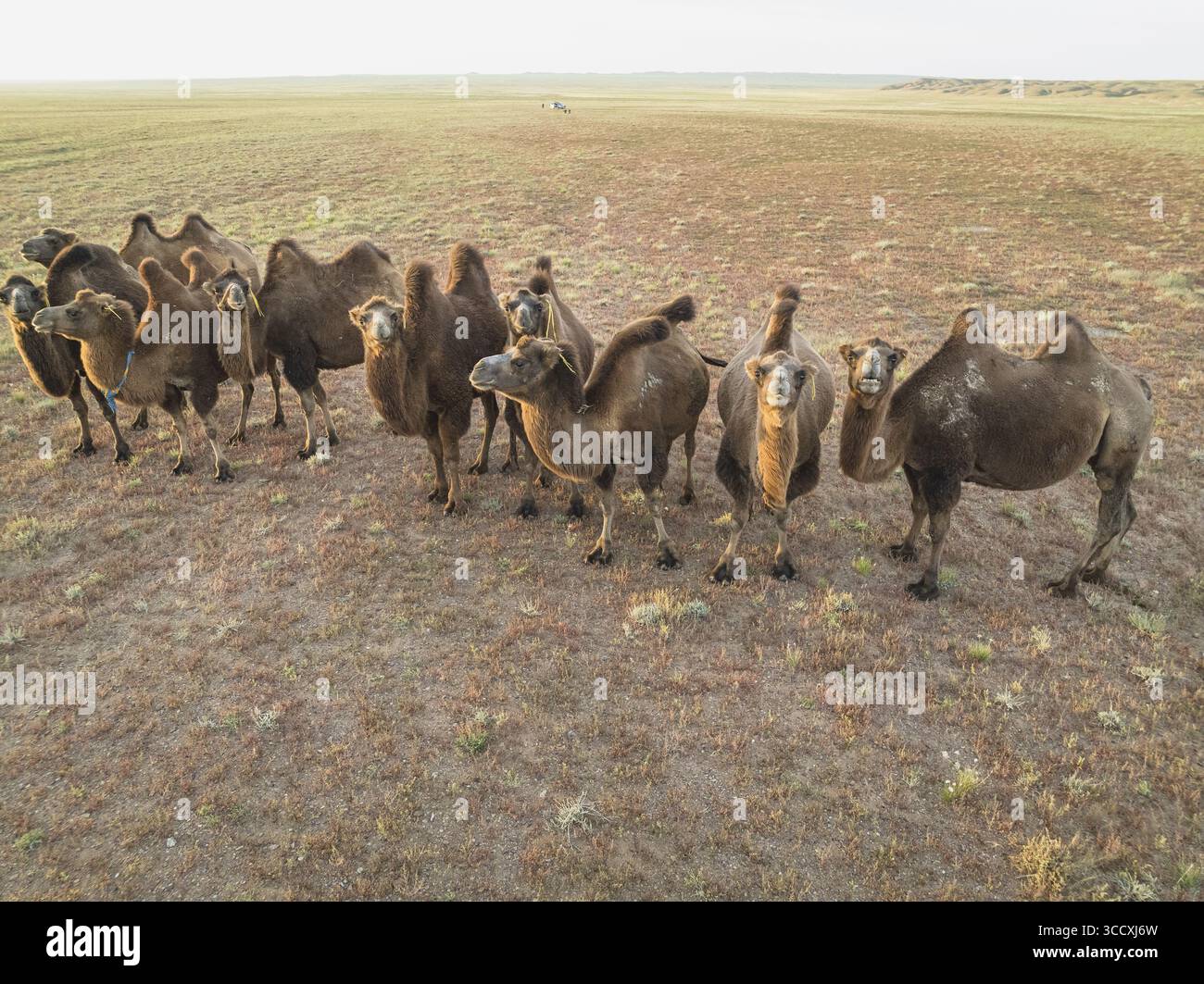 Aerial view of camels gathered on the arid plains under the soft light ...