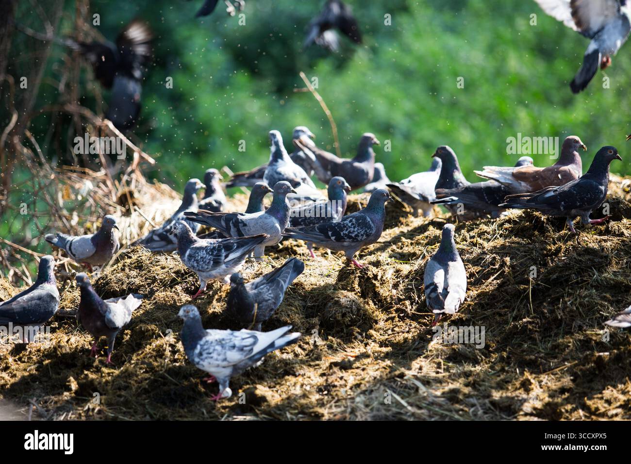 Large group of pigeons gathered on soil feeding together Stock Photo ...