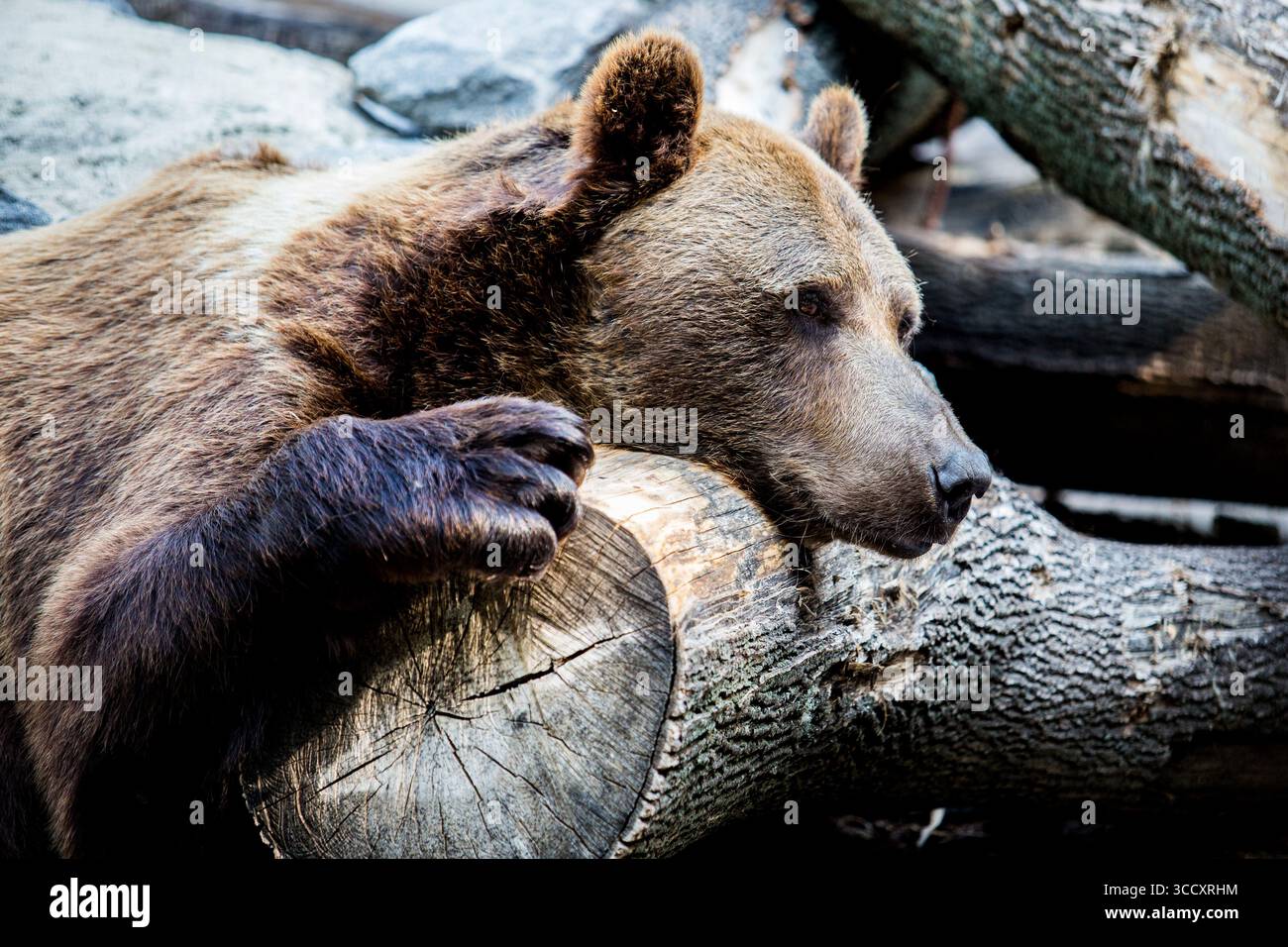 Brown bear resting on log hi-res stock photography and images - Alamy