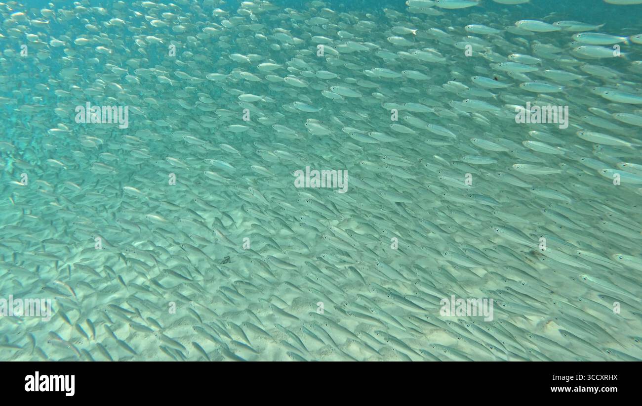 School small fish underwater hi-res stock photography and images - Alamy