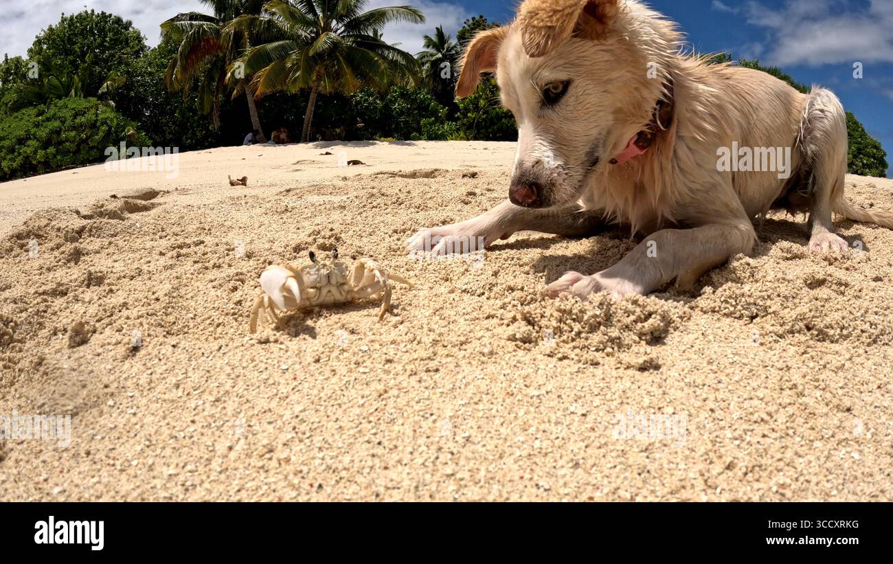 inquisitive dog playing with a crab on a beach Stock Photo - Alamy