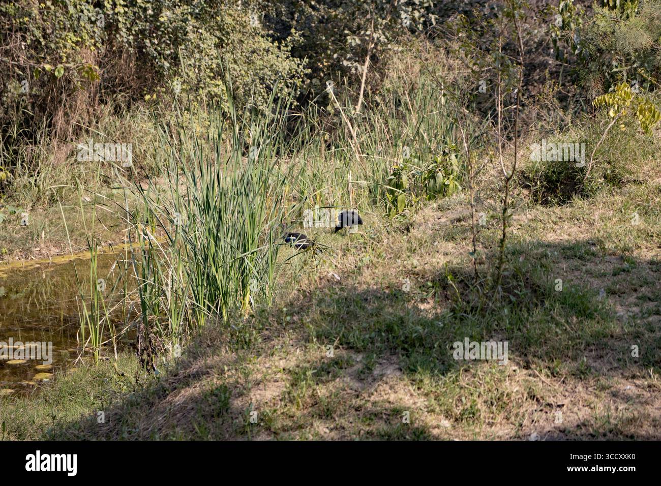 clear water flowing through wet land area of parkland Stock Photo - Alamy