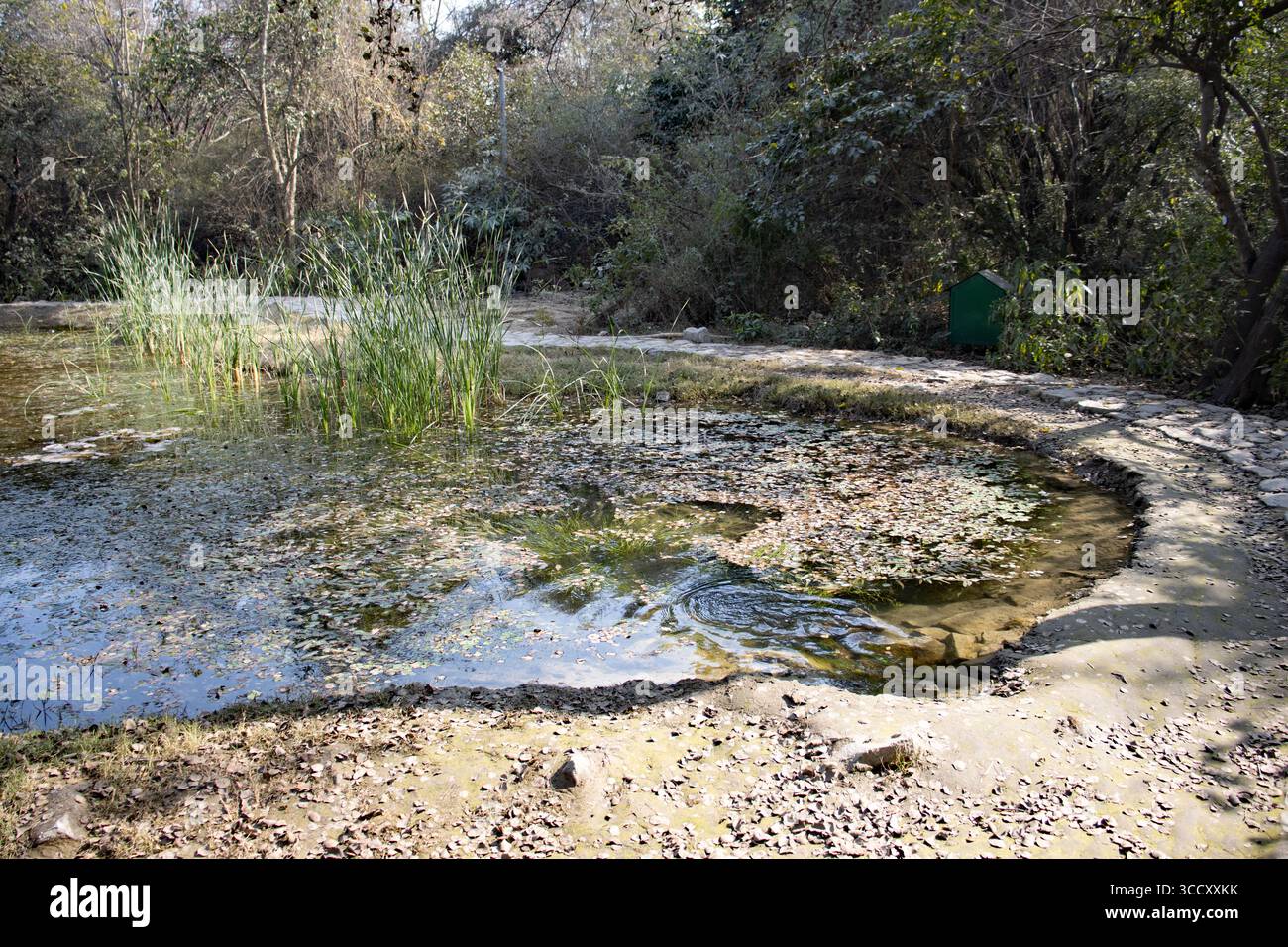 clear water flowing through wet land area of parkland Stock Photo - Alamy