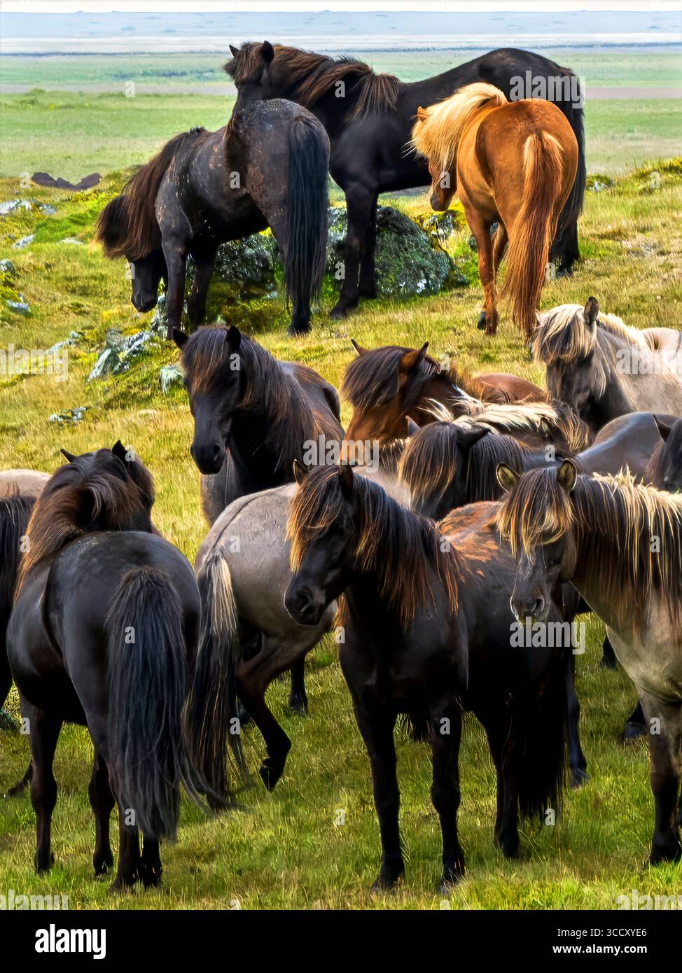 Horses and grass hi-res stock photography and images - Alamy