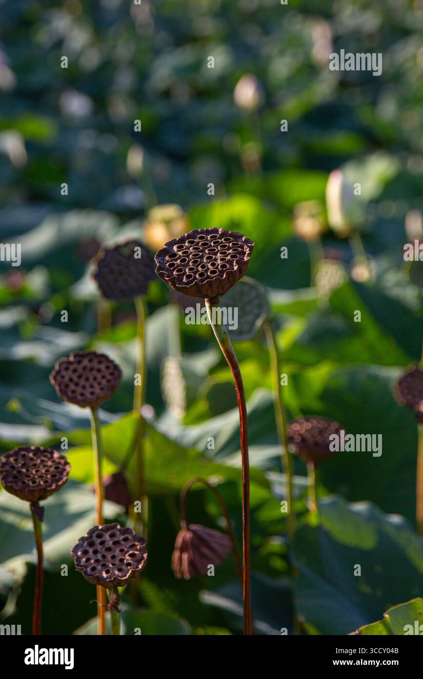 Seed capsules of lotus plants Stock Photo - Alamy