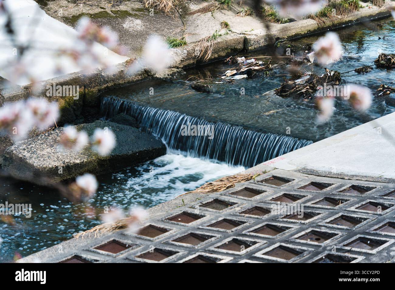Concrete stream channel, small cascade with water flowing and cherry ...