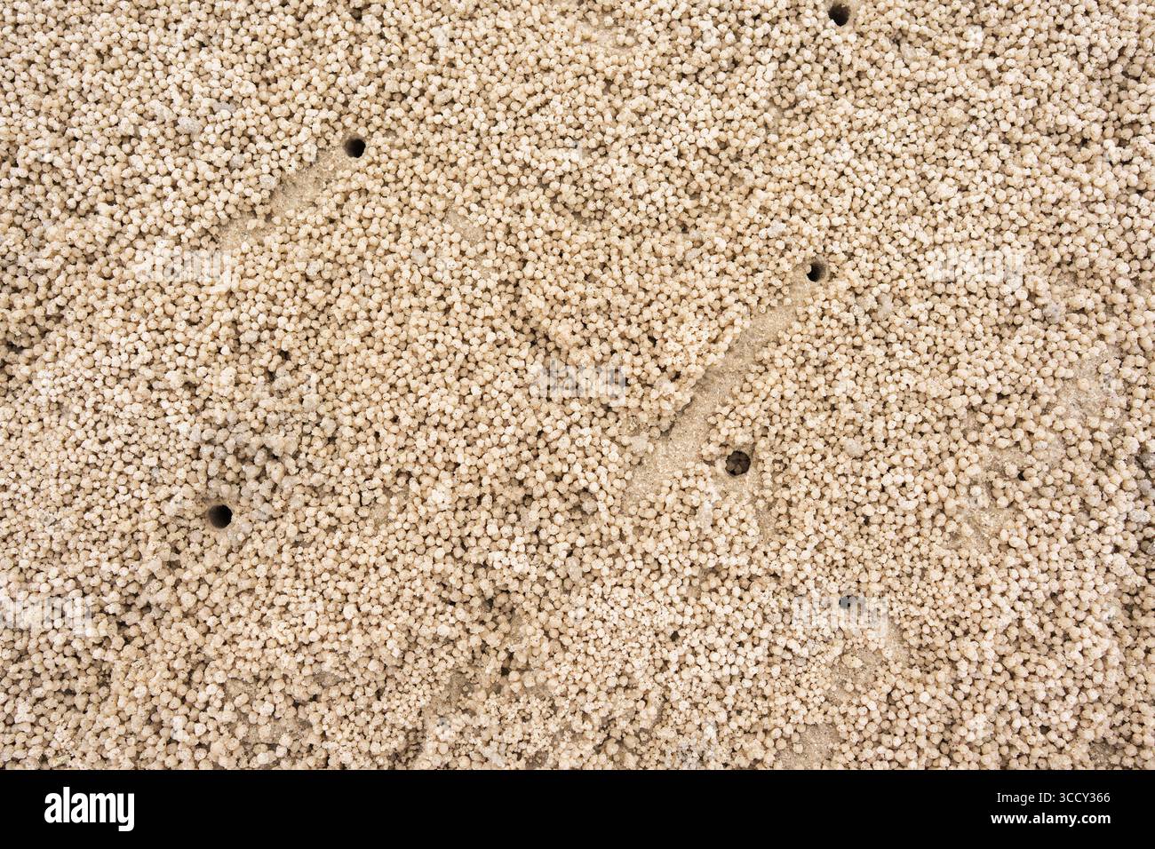 Natural pattern of Sand bubbler crab made spherical sand balls covered ...