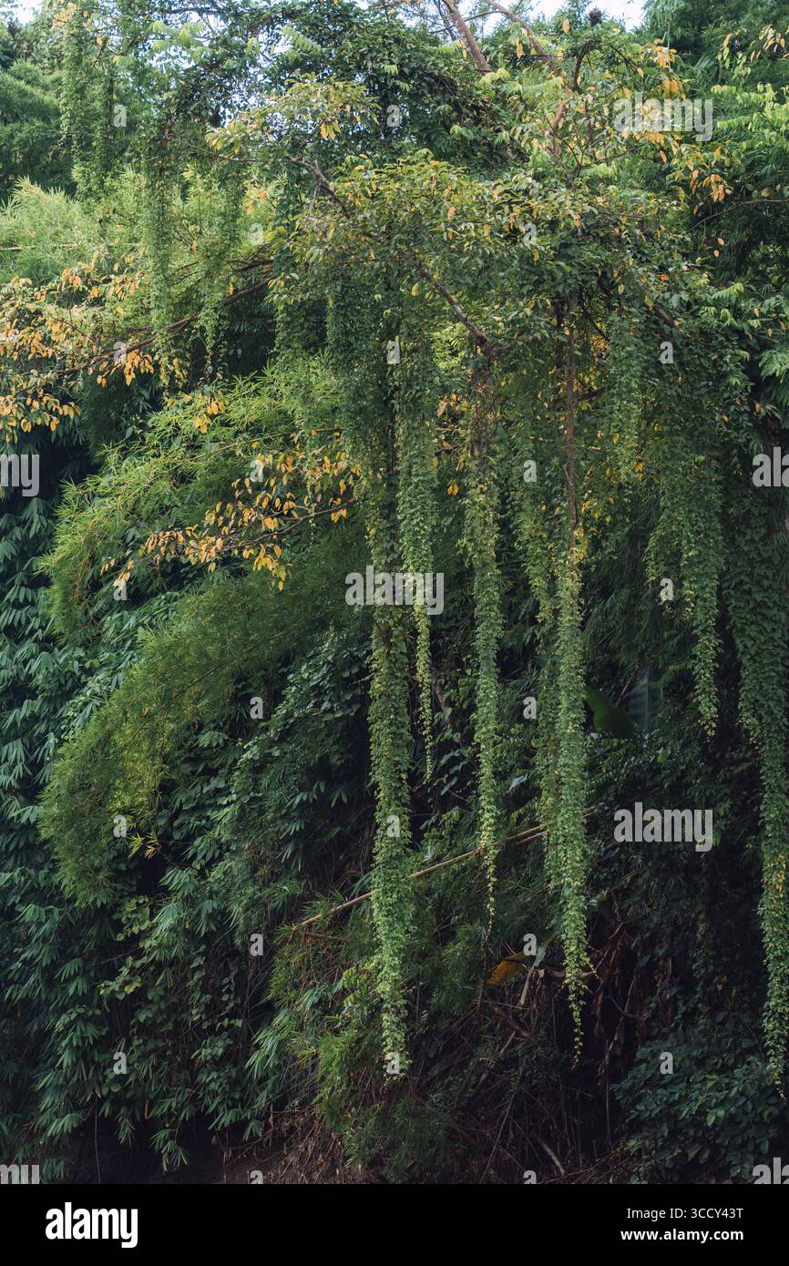 Lush tropical jungle with dense green foliage vine growth covering tree ...