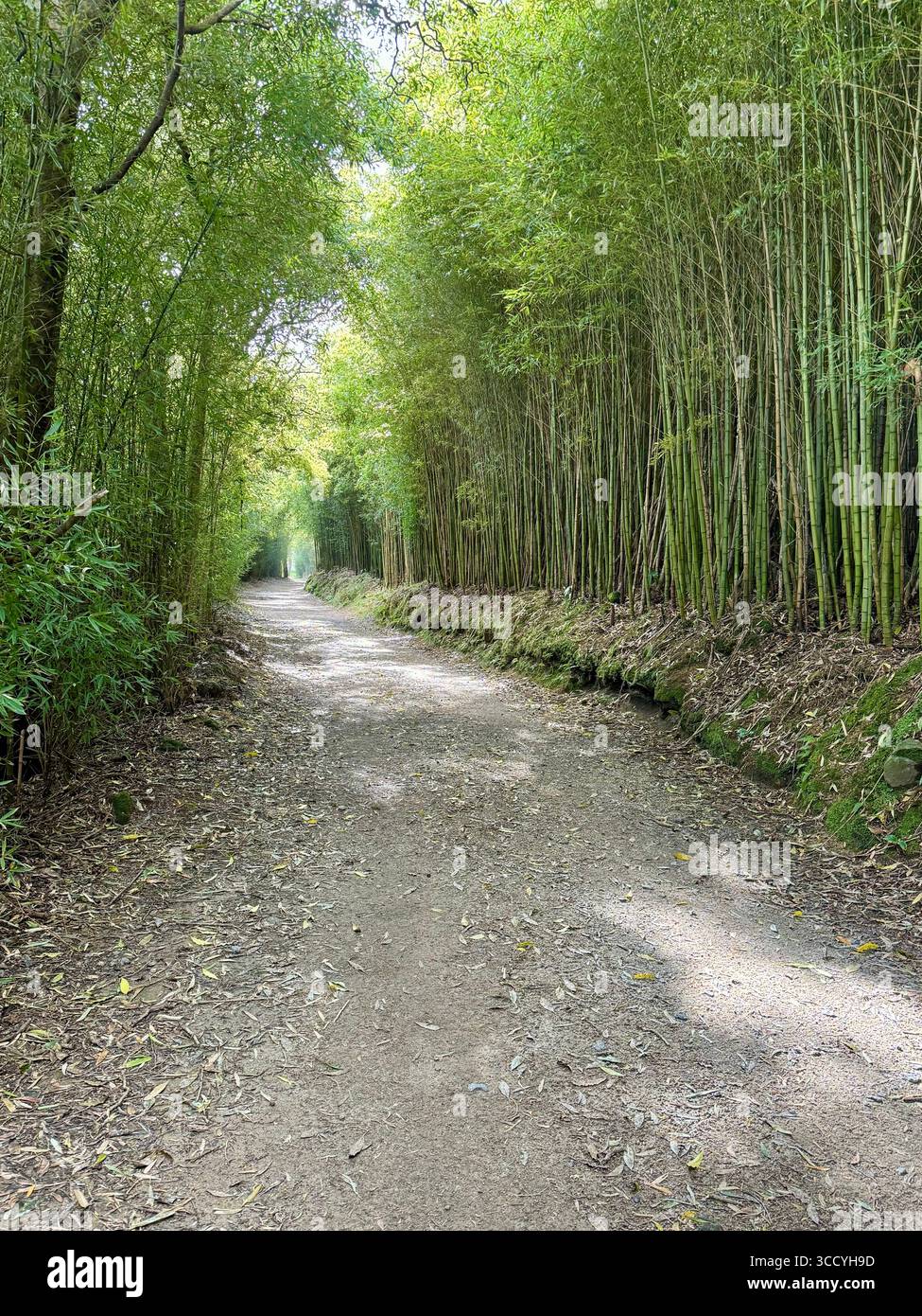 A peaceful circular hiking trail through a bamboo forest in Furnas ...