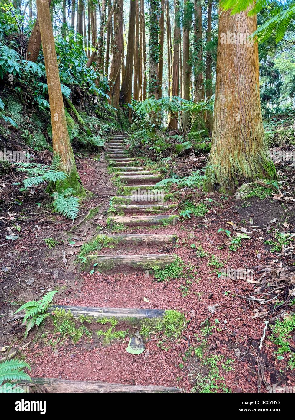 Nature trail with stairs and lush greenery in Grená Park, São Miguel ...