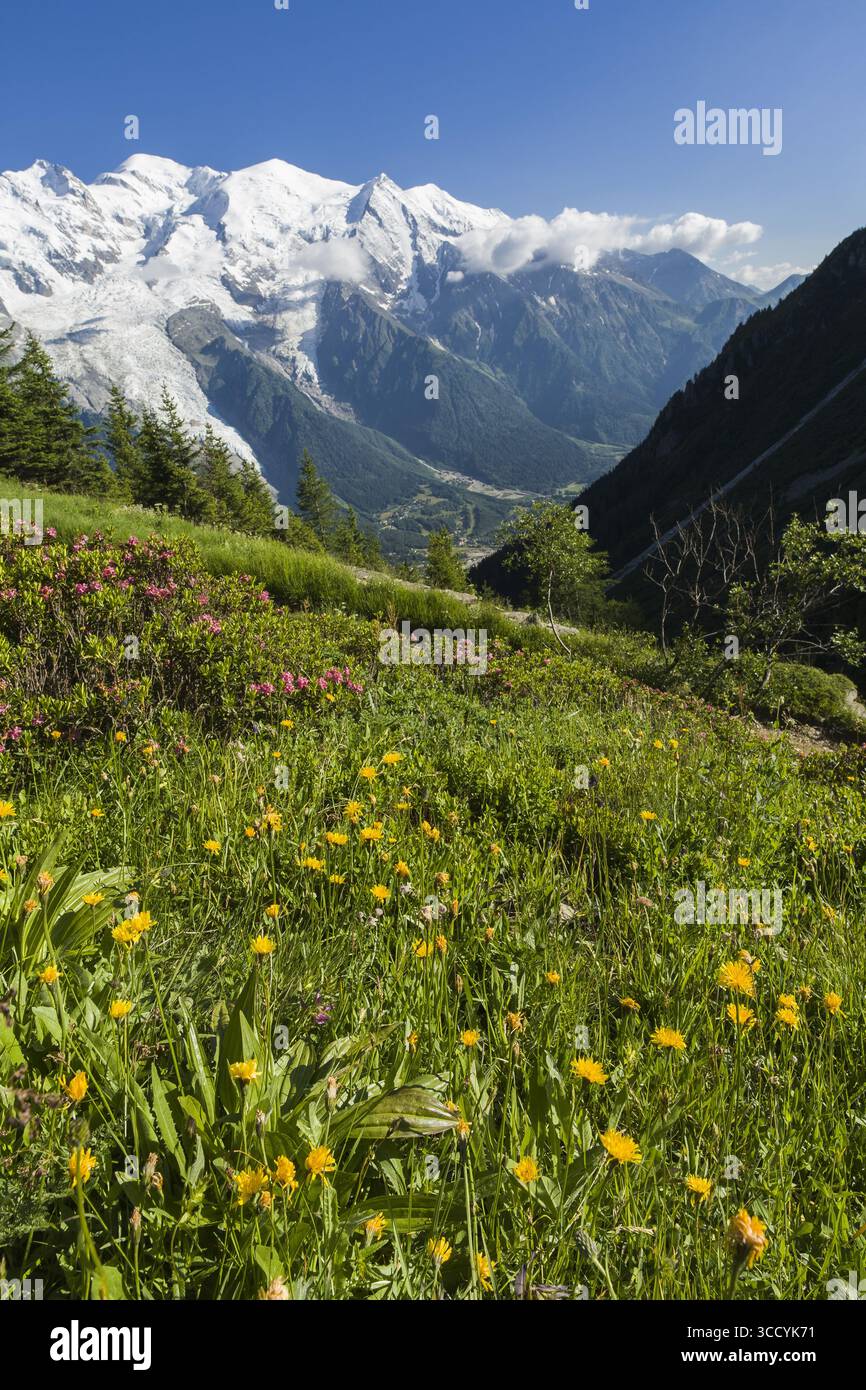 FRANCE HAUTE-SAVOIE (74) CHAMONIX THE MONT BLANC FROM PLANPRAZ Stock ...