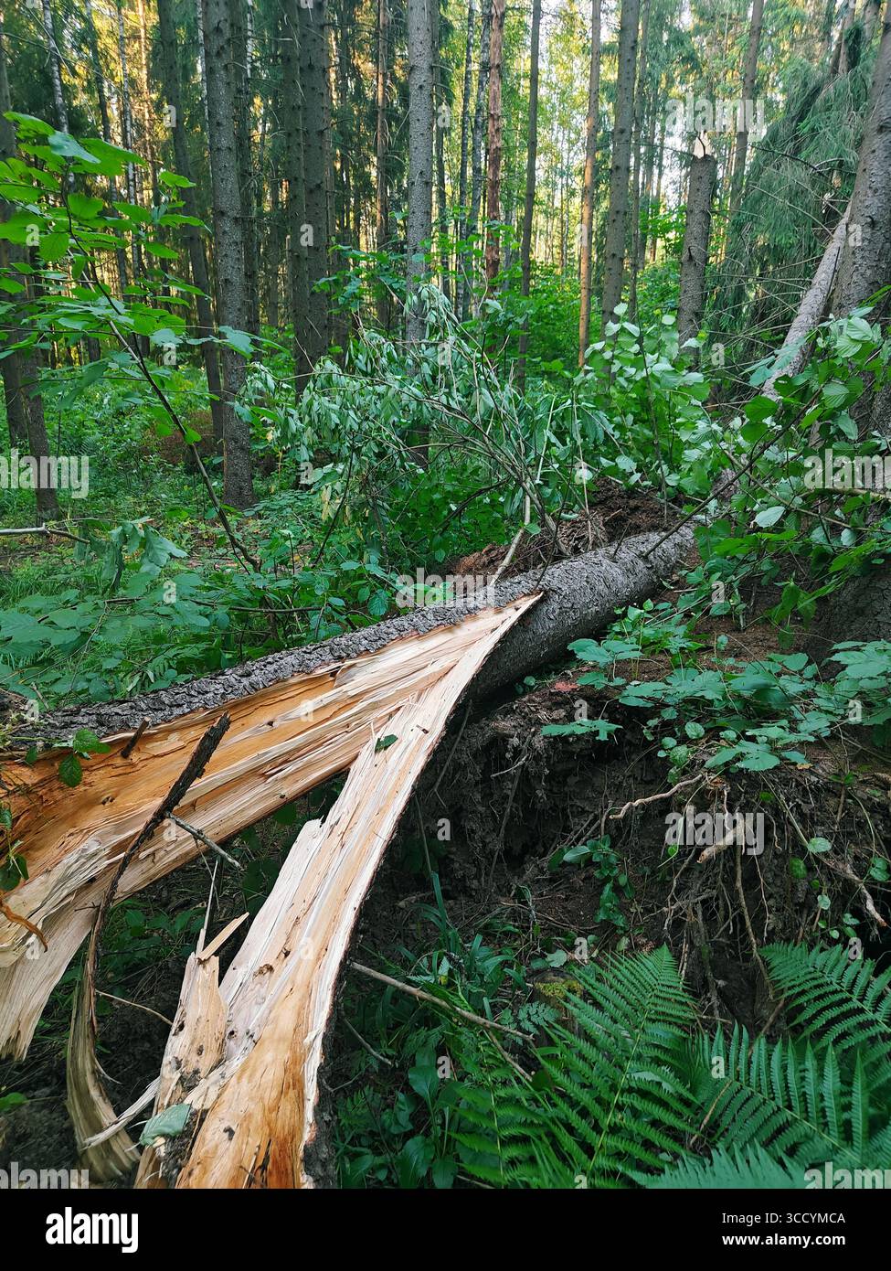 Serene forest scene reveals sunlight hi-res stock photography and ...