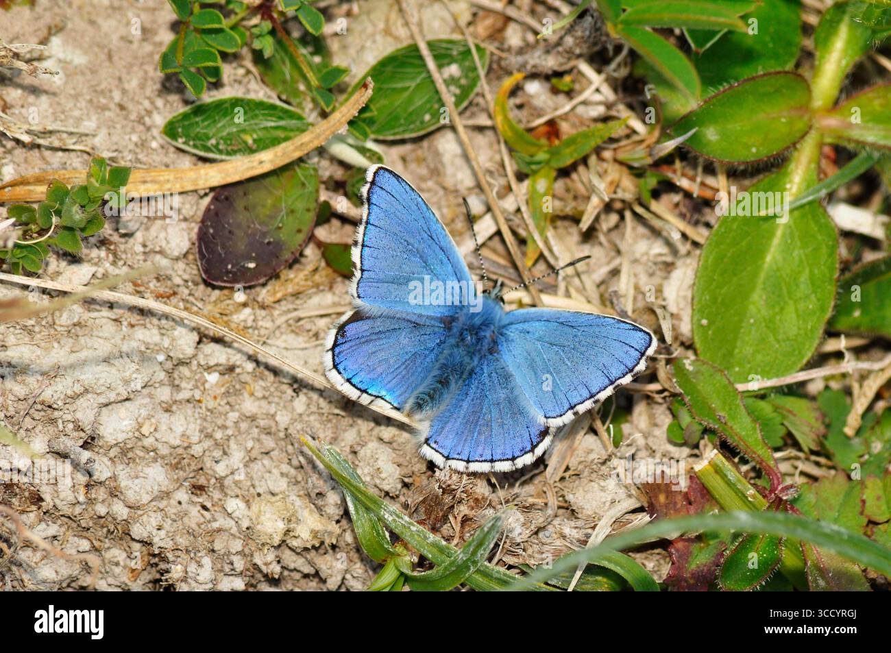 Adonis Blue Butterfly "Polyommatus bellargus",male,chalk limestone ...