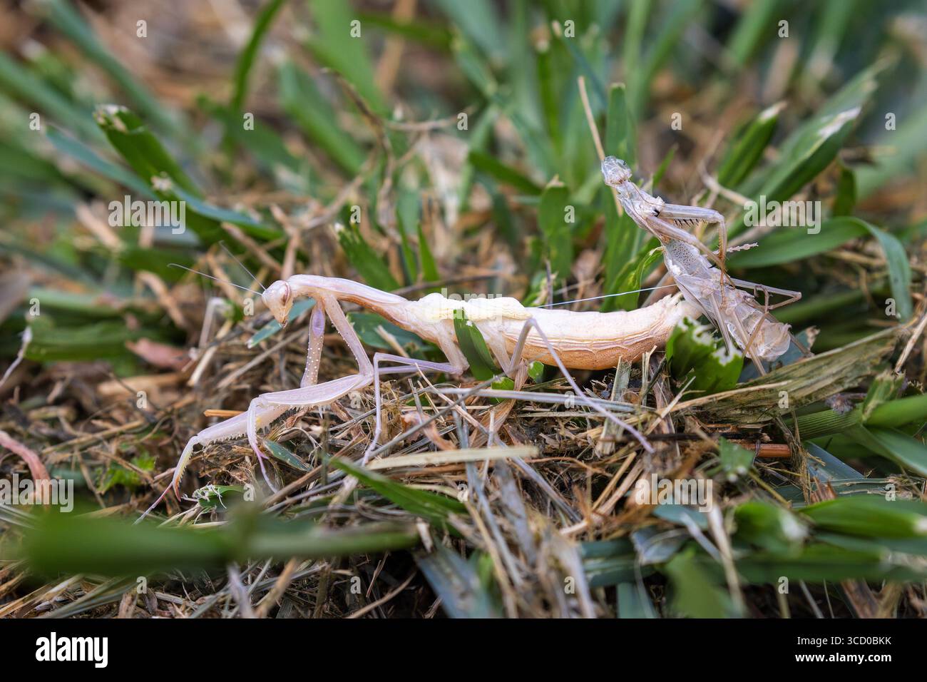 Praying Mantis (Mantis religiosa) Molting – Shedding Its Exoskeleton in ...