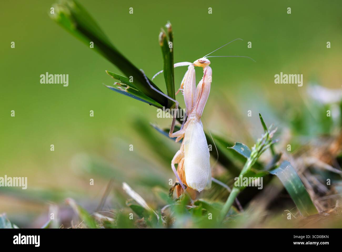 Praying Mantis (Mantis religiosa) Molting – Shedding Its Exoskeleton in ...