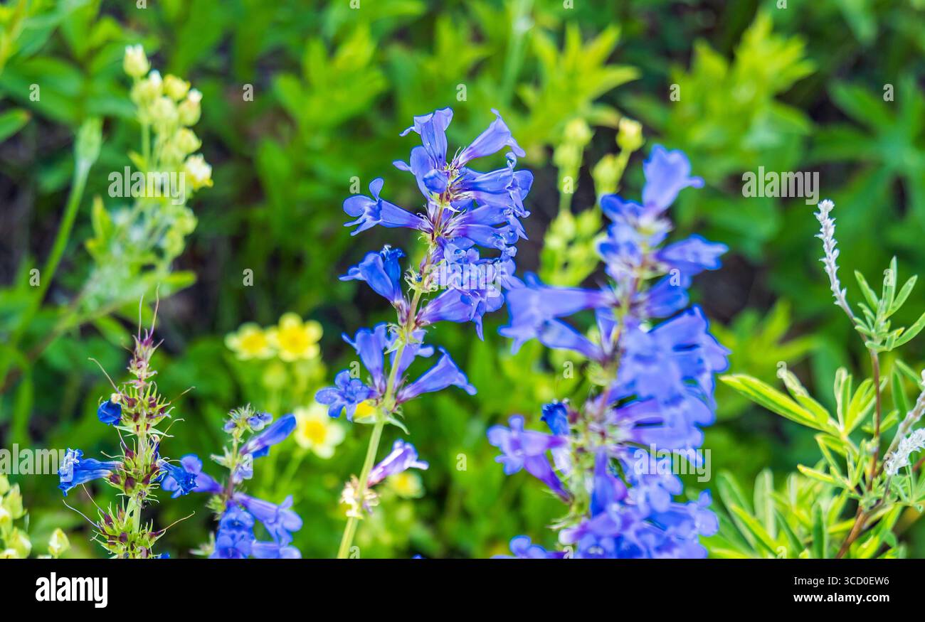 Monte cristo peak trail utah hi-res stock photography and images - Alamy